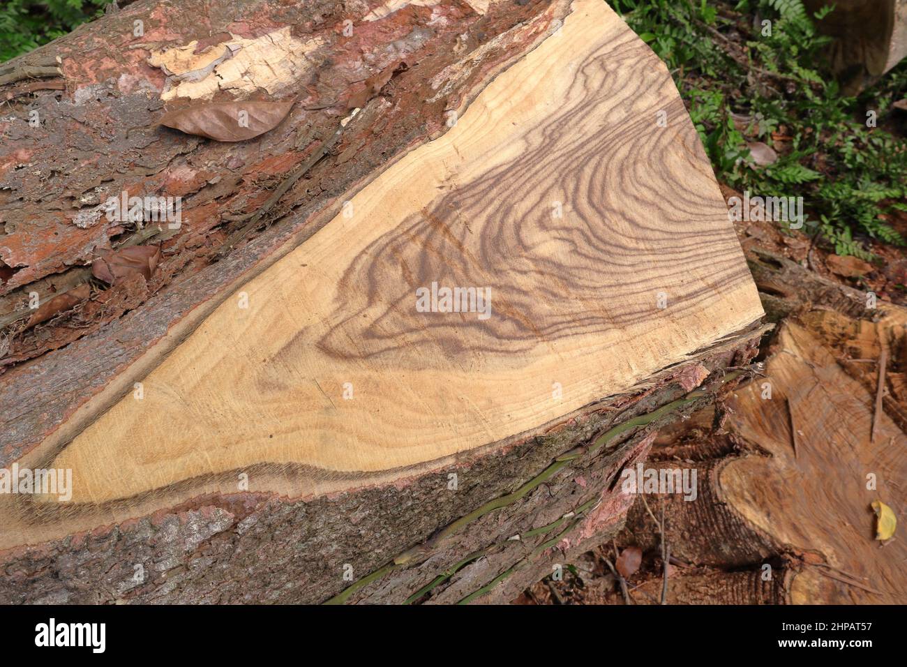 Overhead view of a beautiful woody texture of cut down Pericopsis ...