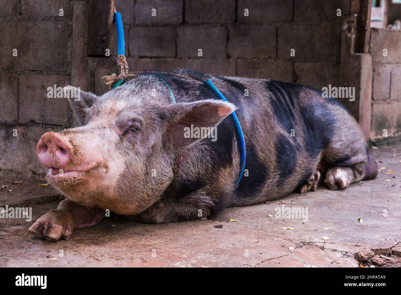 Big pig hi-res stock photography and images - Alamy