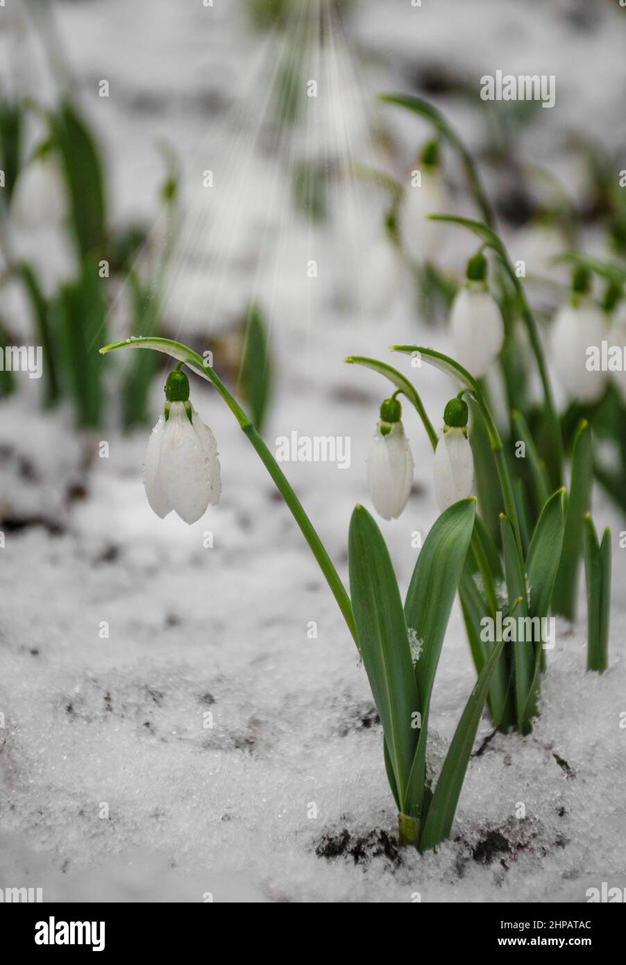 White and delicate snowdrop flower, in snow, early spring, selective ...