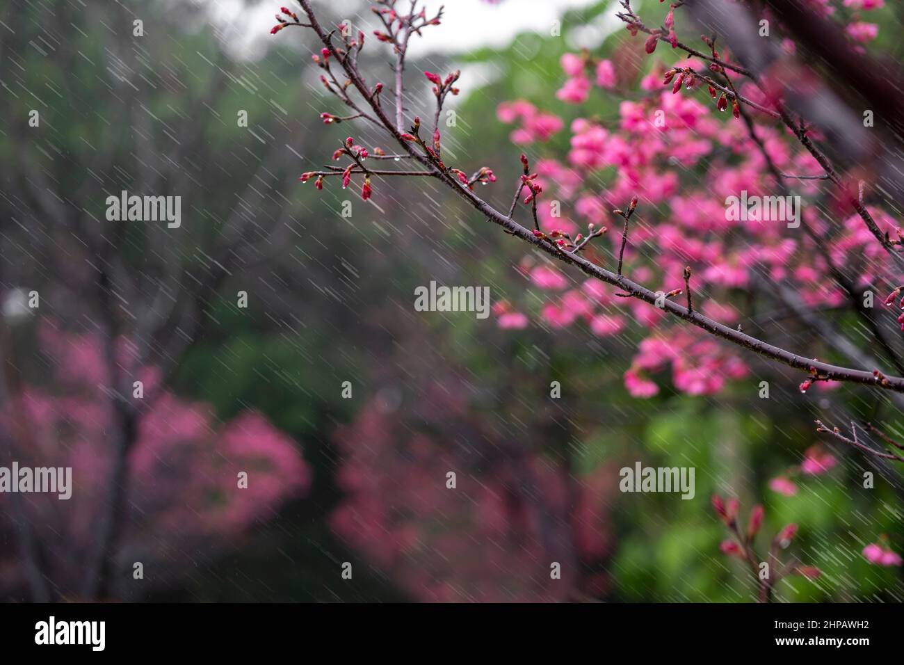 Cherry blossoms after spring rain Stock Photo - Alamy