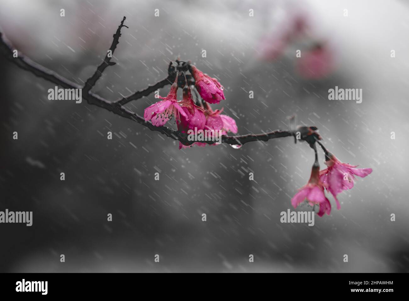 Cherry blossoms after spring rain Stock Photo - Alamy