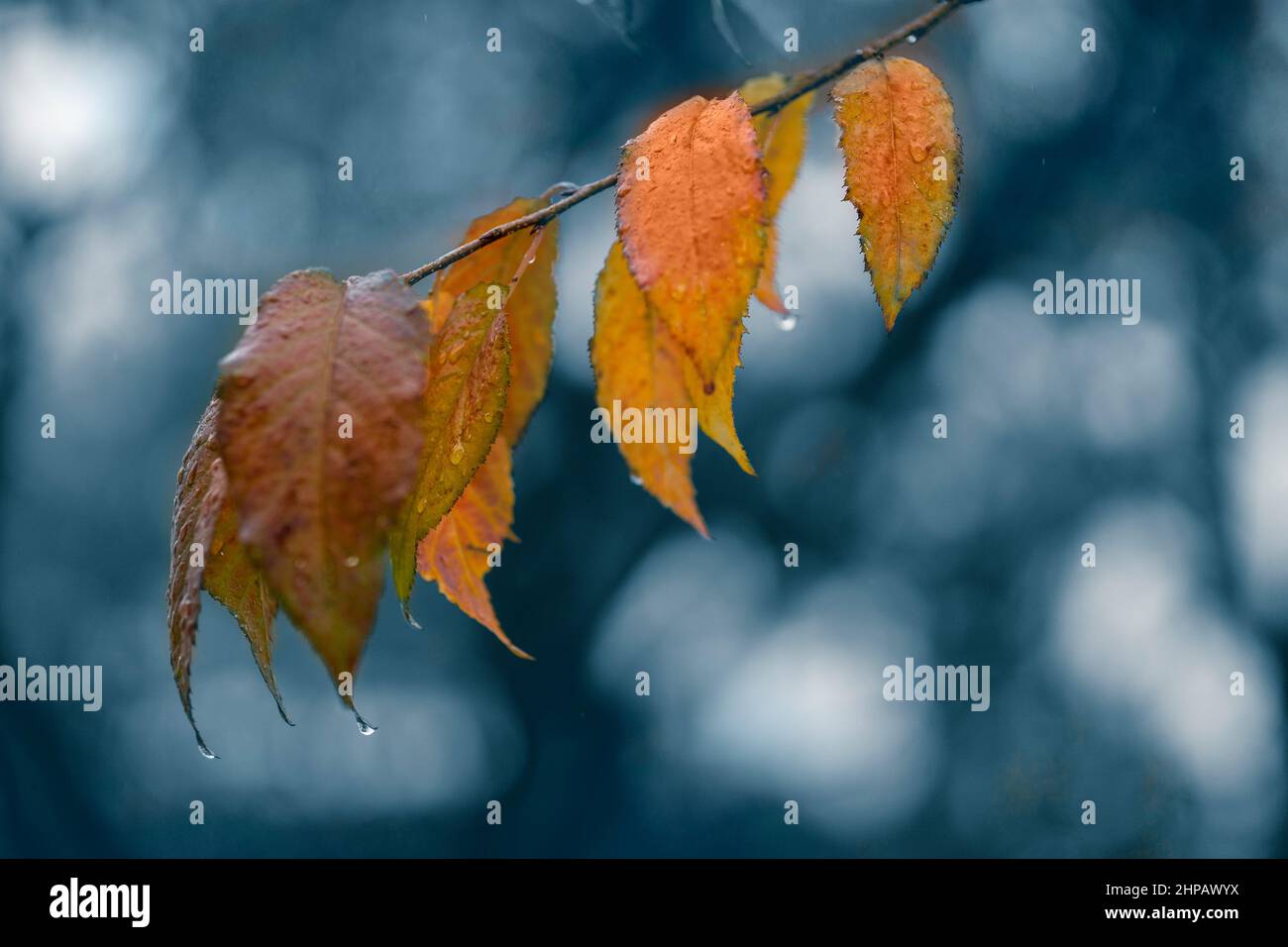 Trees and branches in the rain Stock Photo - Alamy