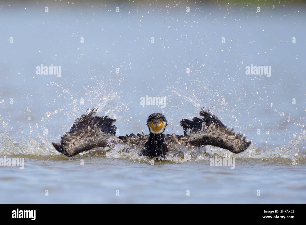 One great cormorant in water Stock Photo - Alamy