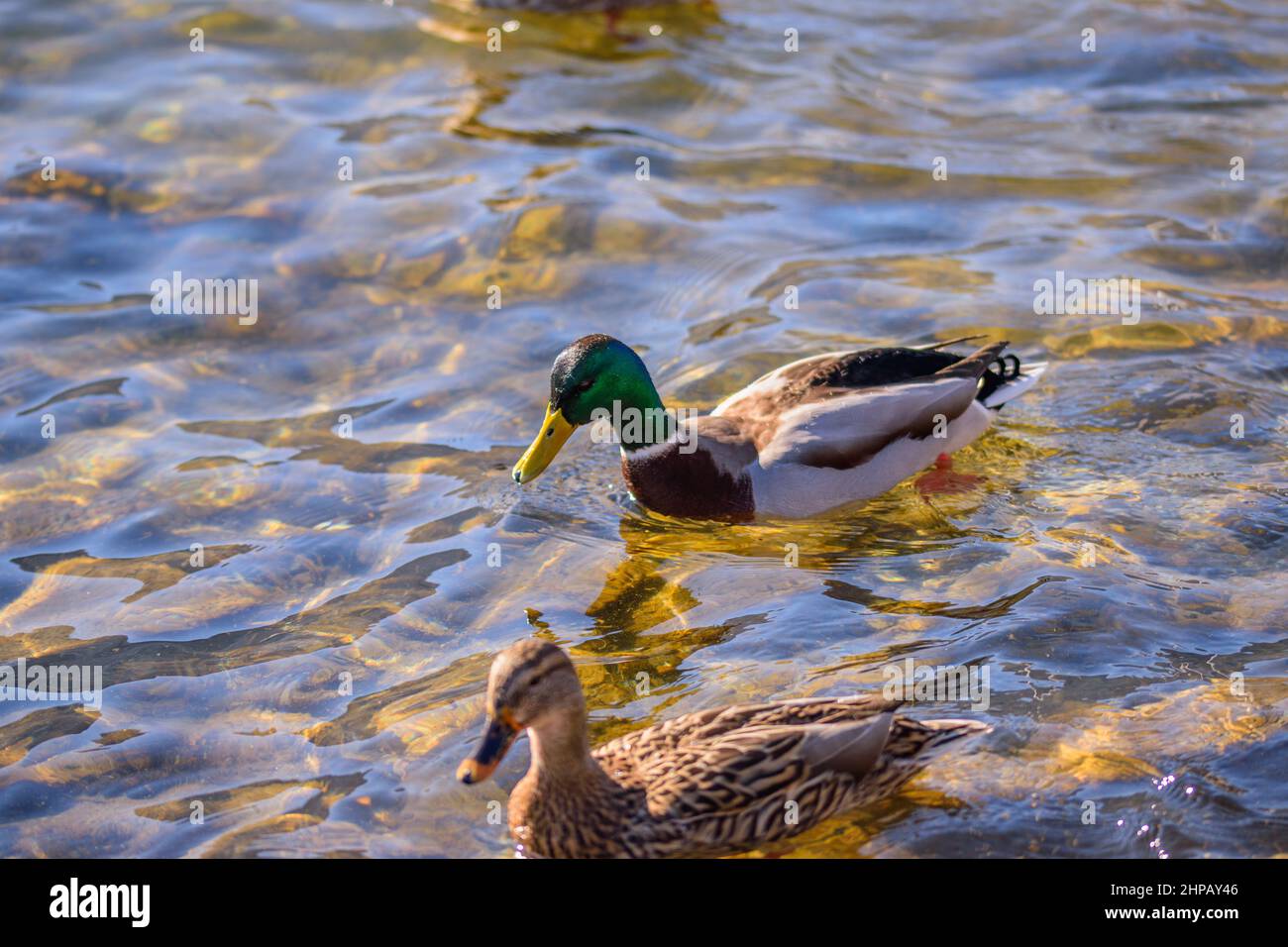 Ducks swimming in the lake in the sunshine Stock Photo - Alamy