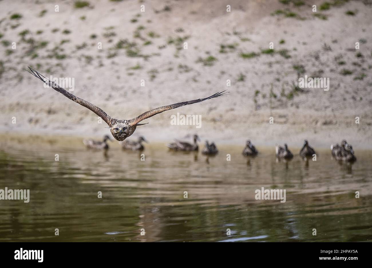 Common buzzard flying above hi-res stock photography and images - Alamy
