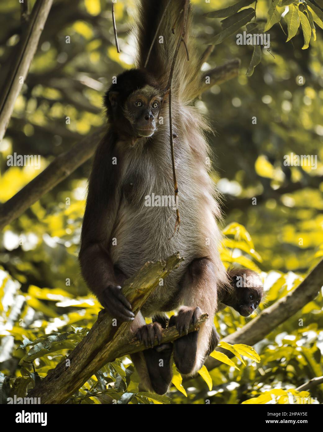 Closeup of a monkey hanging from a tree branch with its child Stock ...