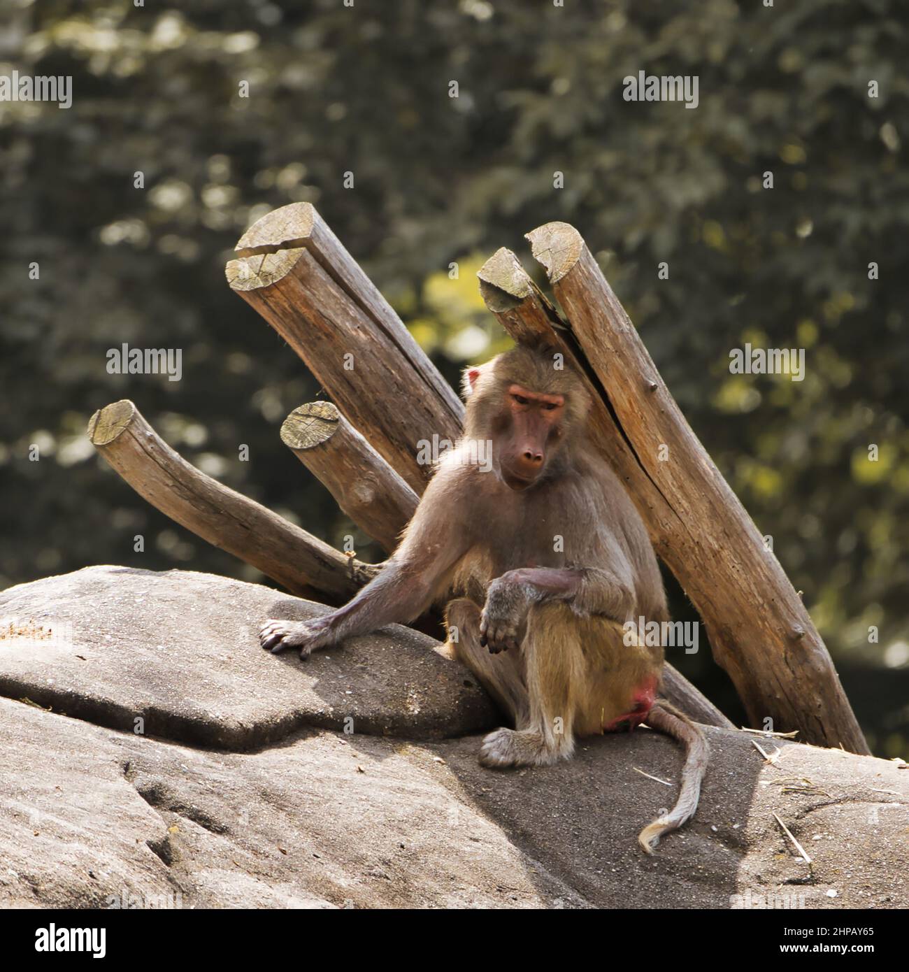 Worried monkey sitting on the rock with blurred background of green ...