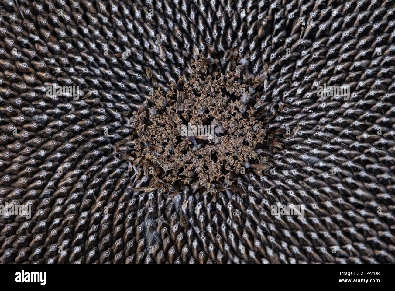 isolated photo of a whole sunflower seeds, close up concept of a group ...