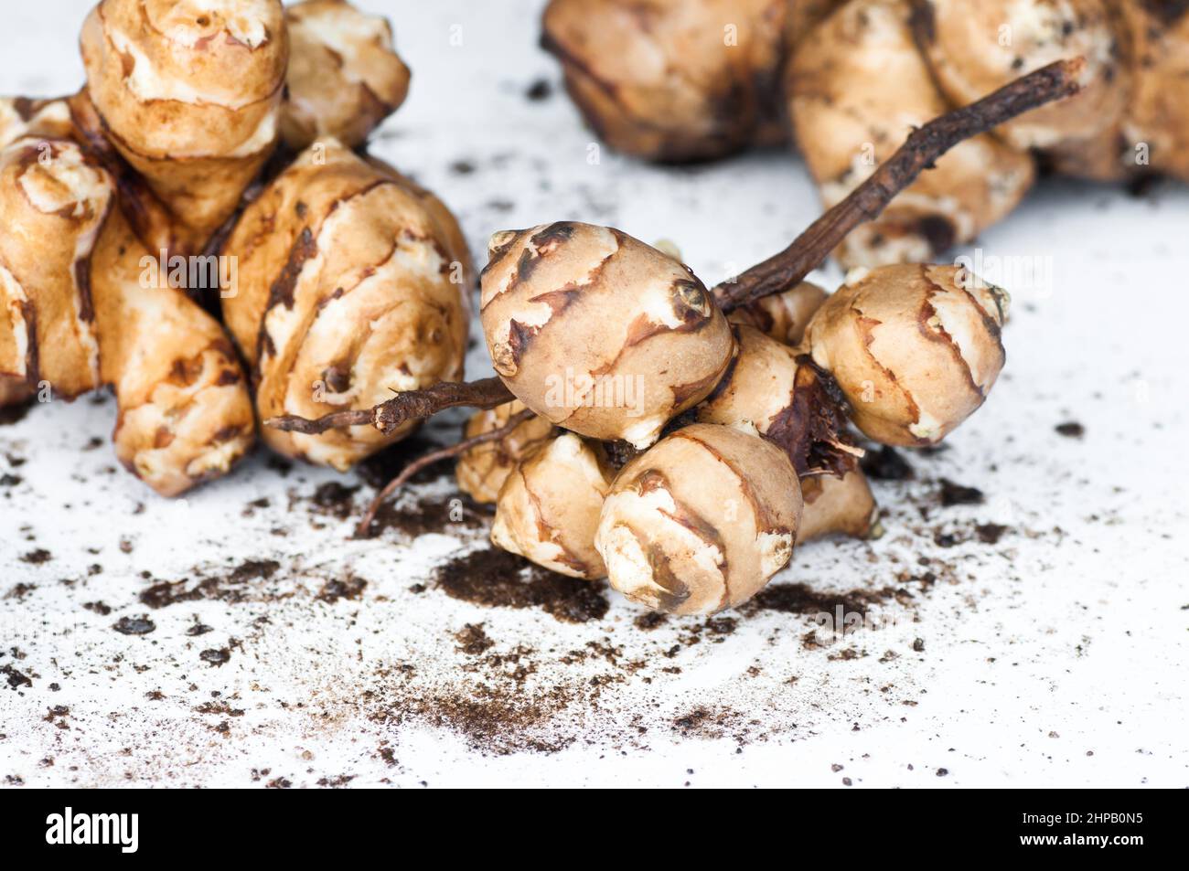 Fruit anatomy hi-res stock photography and images - Alamy