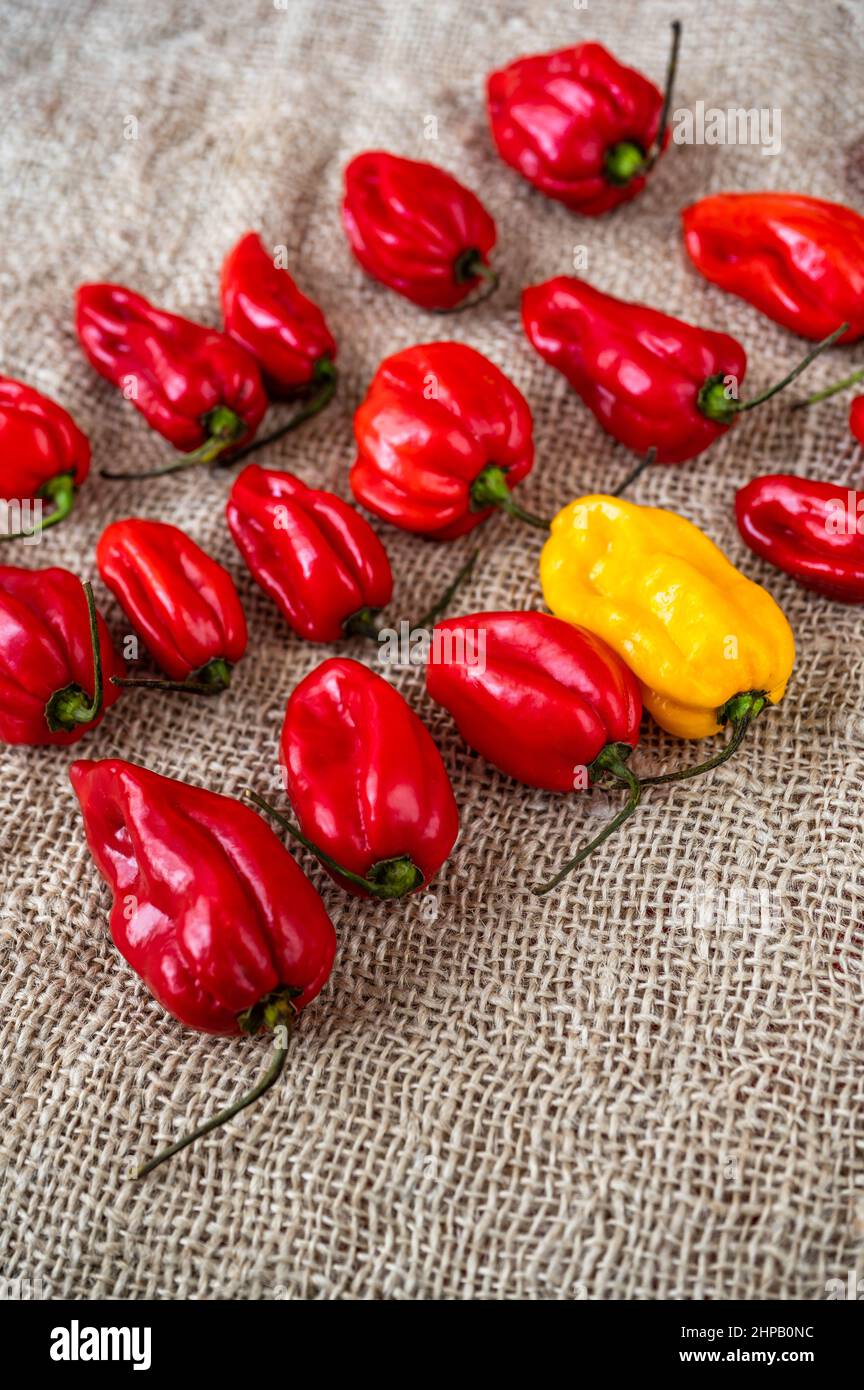 Crop of red chilli pepper variety habanero (very hot) on jute fabric ...