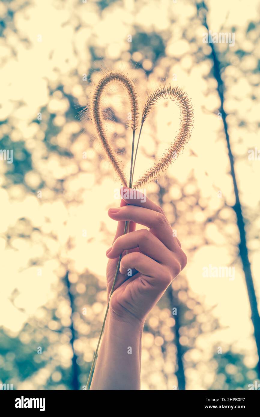 Human hand holding heart-shape grass flower design for love symbols on ...