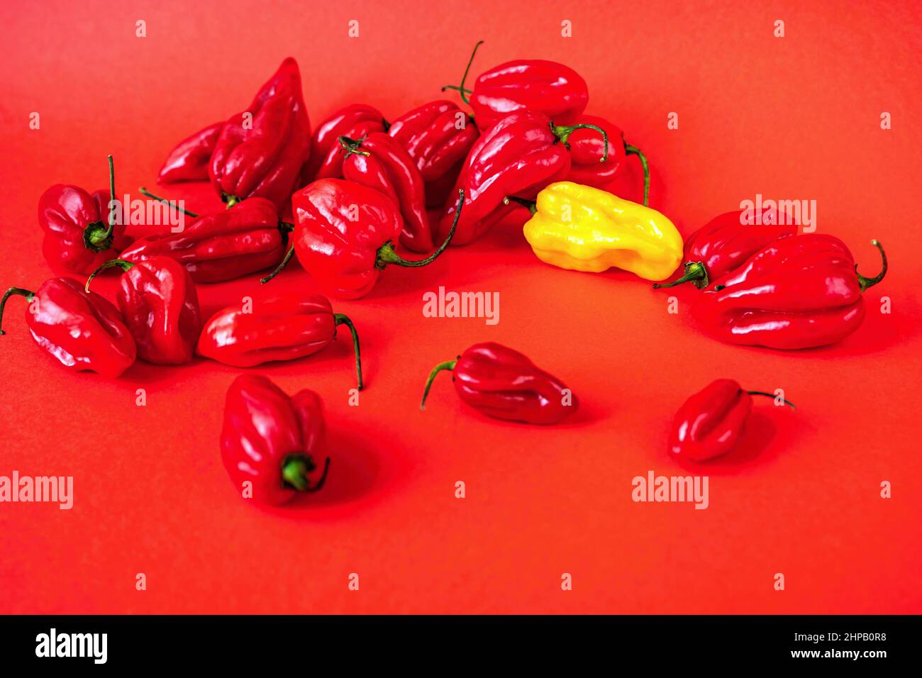Many red color hot chilli pepper variety habanero on red background ...