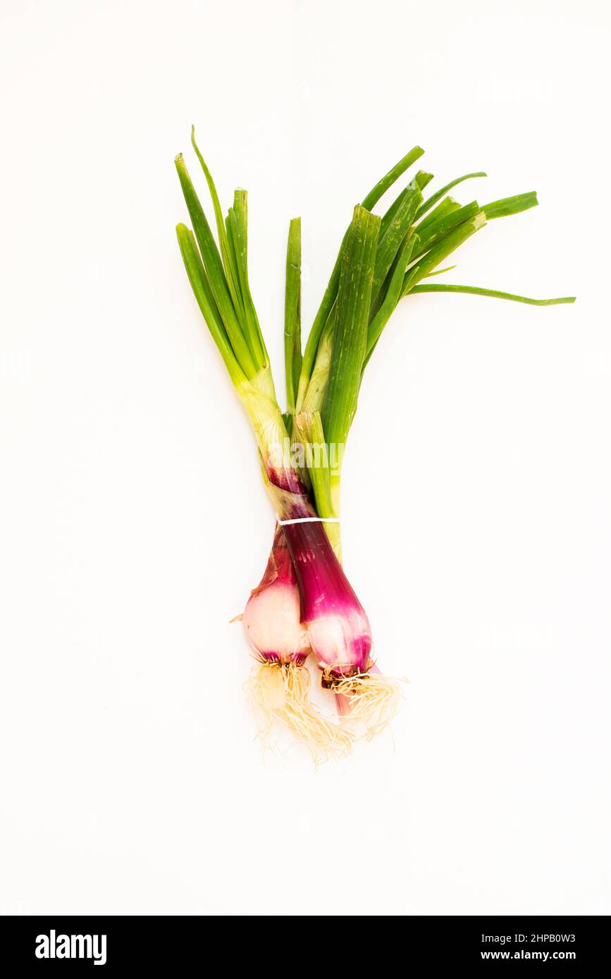 Bunch of selected spring onion in organic quality with roots, shoots ...