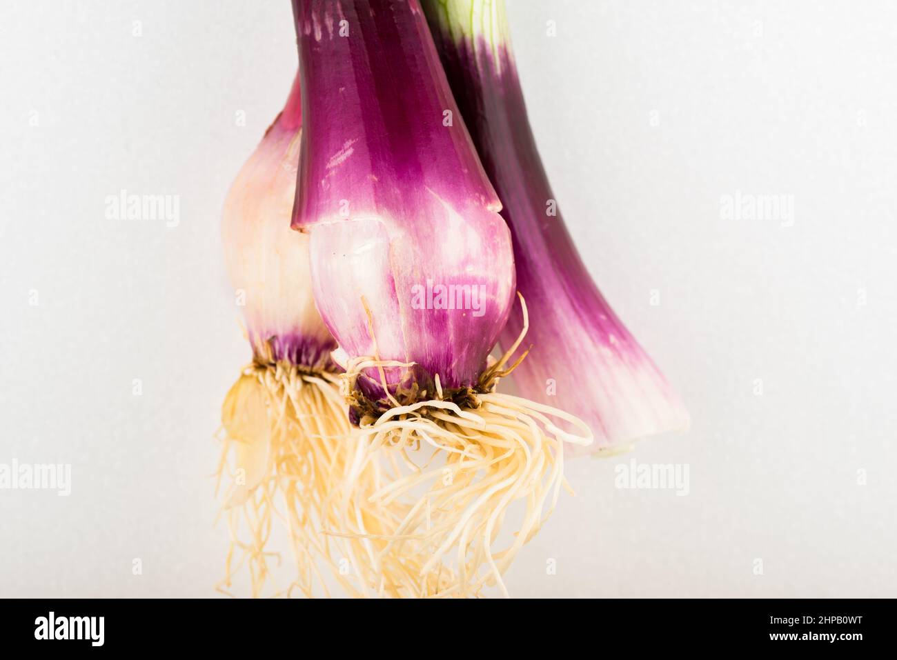 Bunch of fresh organic quality spring onion with roots, closeup on ...