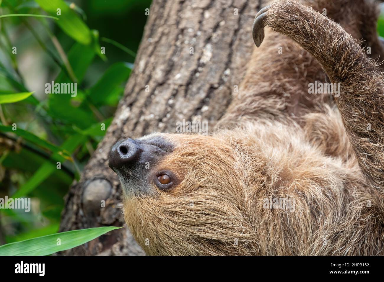 Two toed sloth habitat costa rica hi-res stock photography and images ...