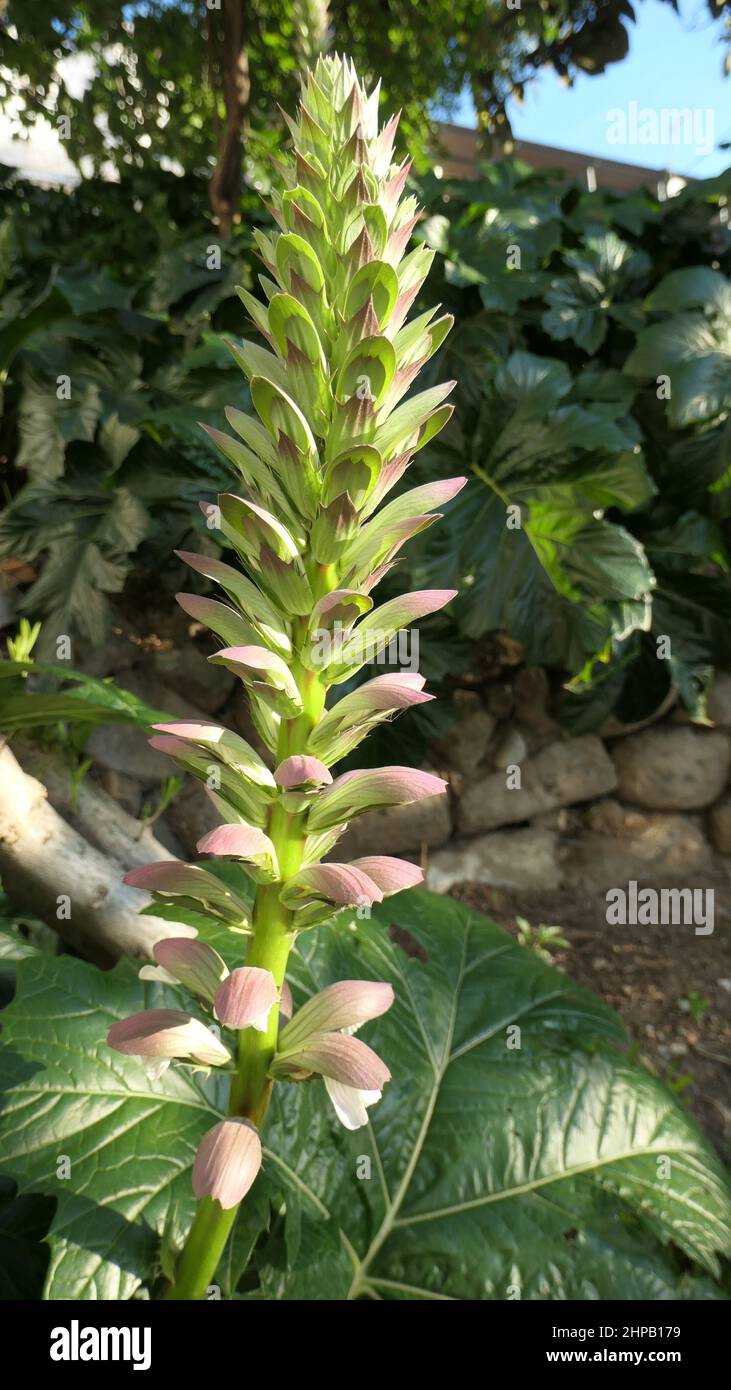 Lone lupin type flower in bloom below green leaved fig tree in ...