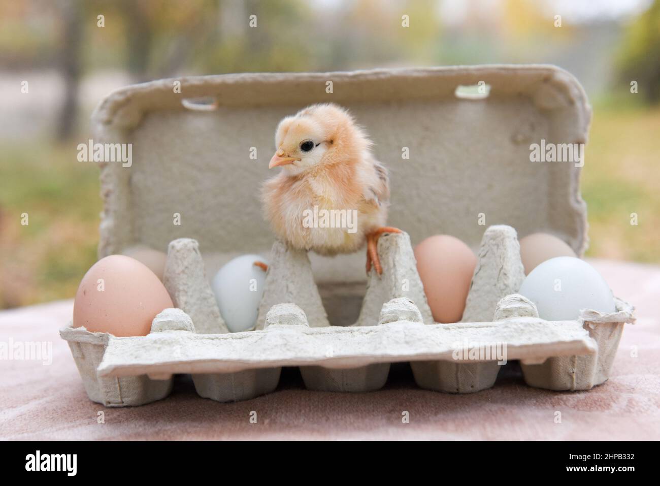 Little yellow chicken with egg in egg box Stock Photo - Alamy