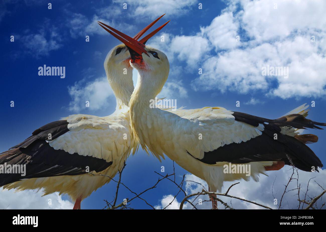 Closeup of isolated pair mating white storks with crossed red bleaks ...