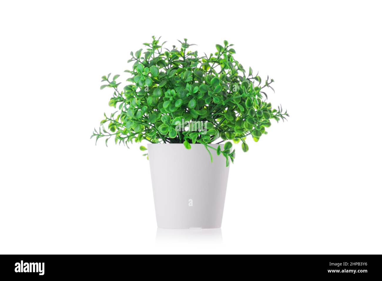 Interior home decor plant Cut Out Stock Images & Pictures - Alamy
