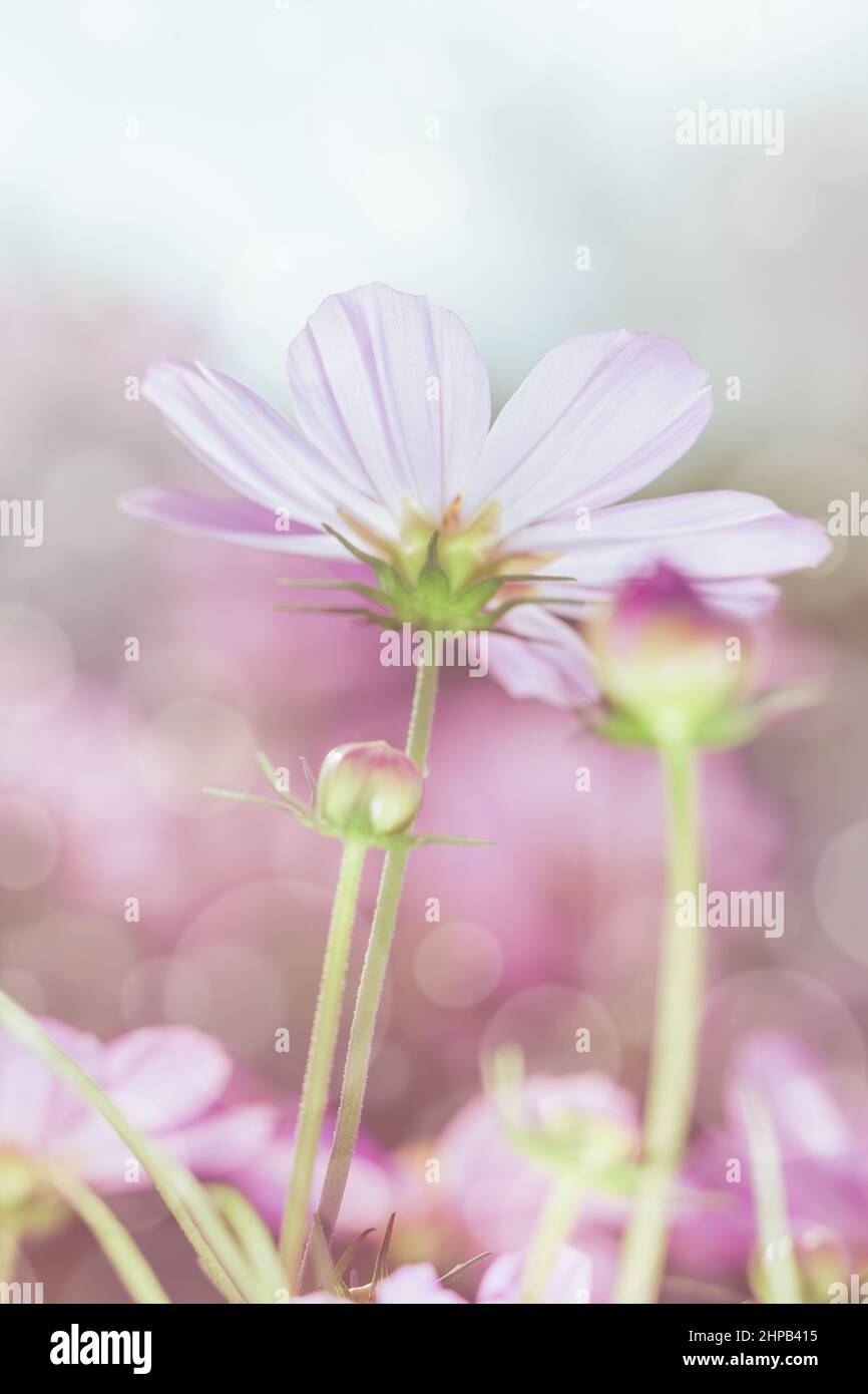High key image of pink beauty cosmos flowers under the sunshine ...