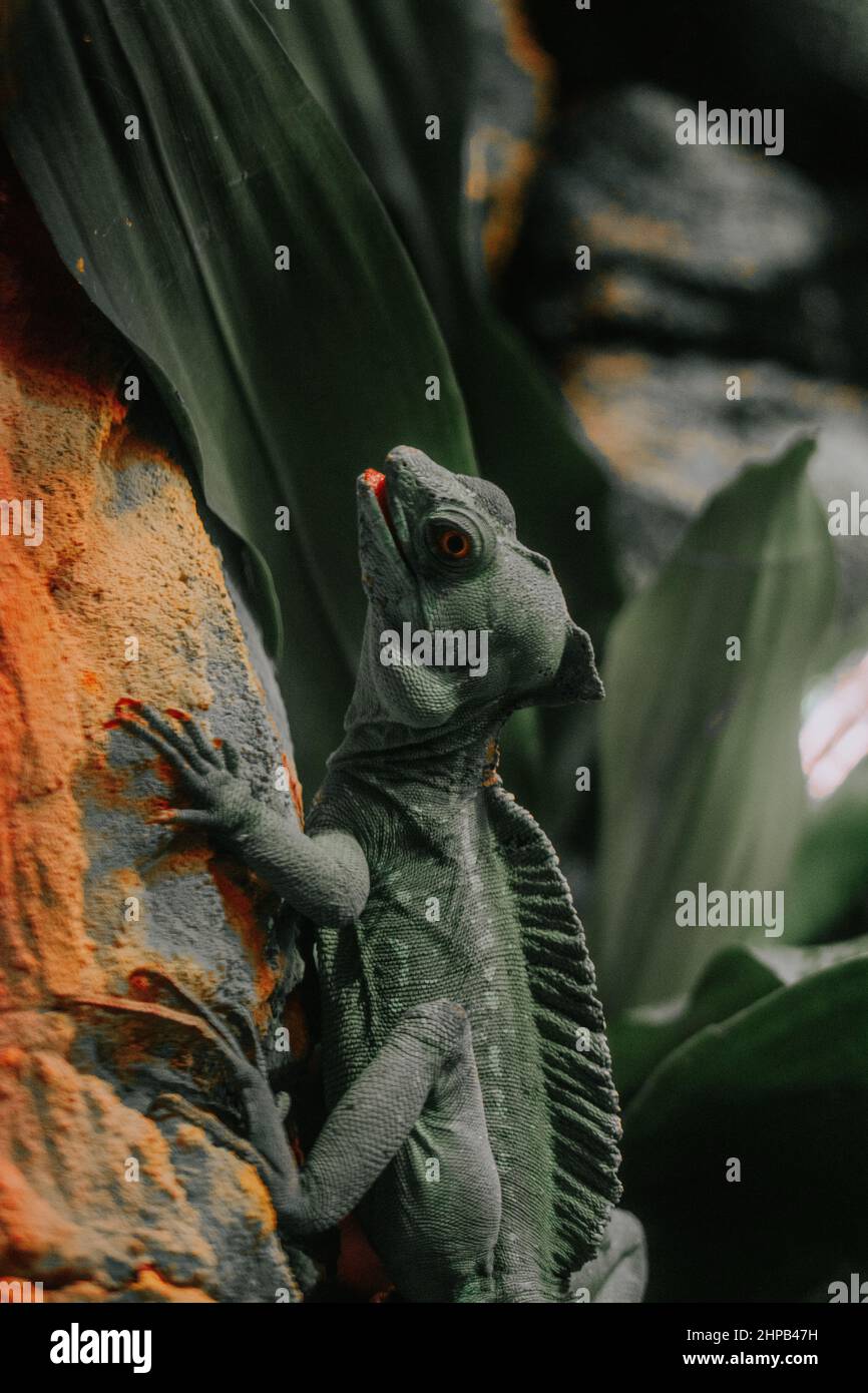 Vertical shot of a helmeted basilisk climbing a stone Stock Photo - Alamy