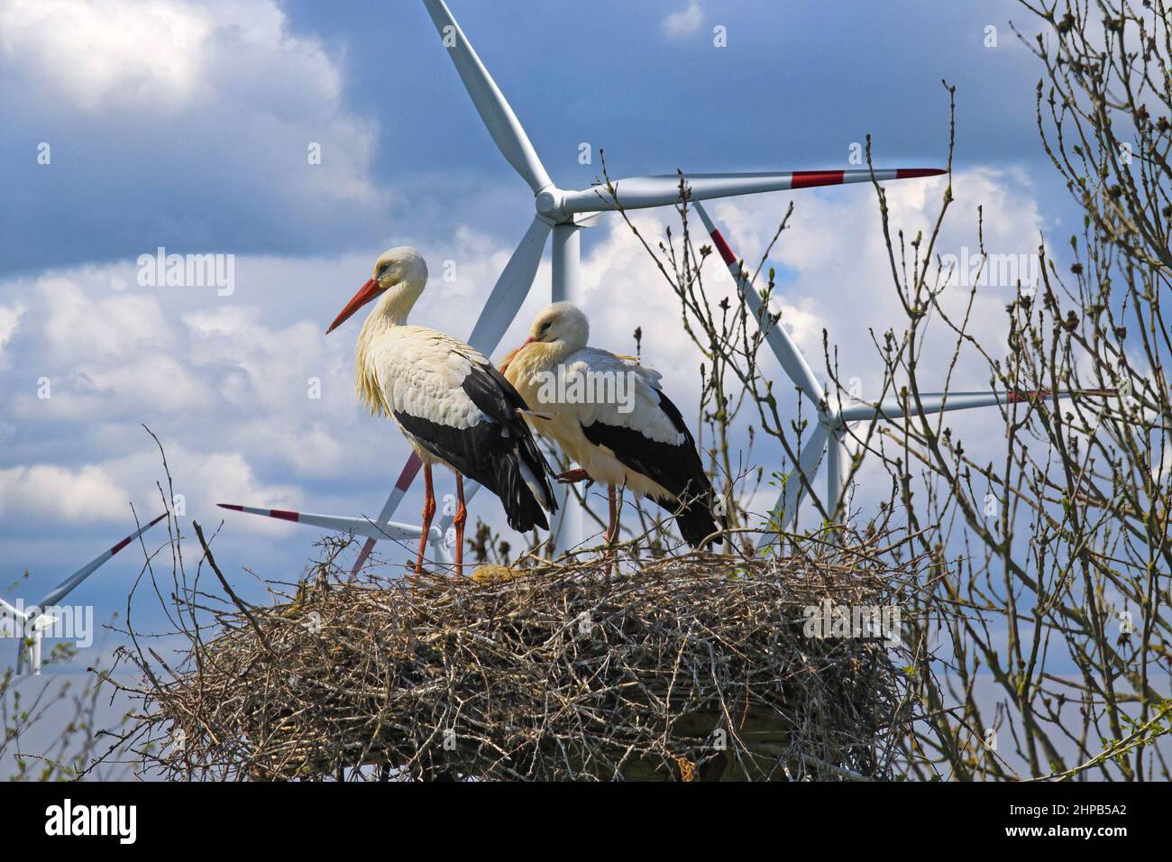 Closeup of stork couple in nest, blue sky and wind turbines background ...