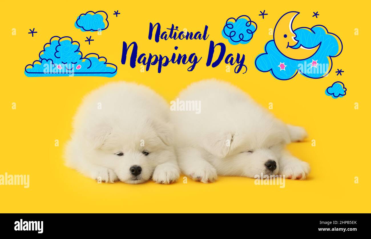 Cute Samoyed puppies on yellow background. National Napping Day Stock ...