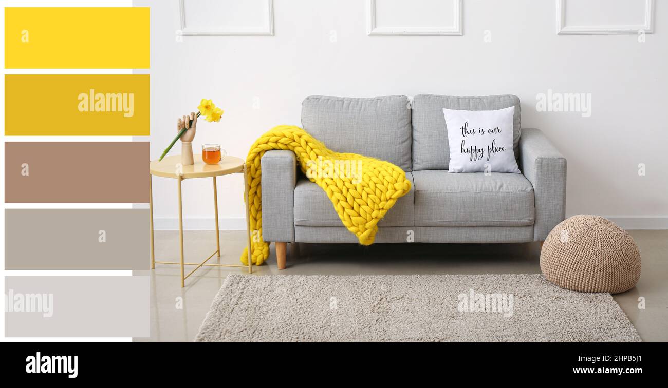 Grey sofa with table and narcissus flowers in interior of living room. Different color samples ...