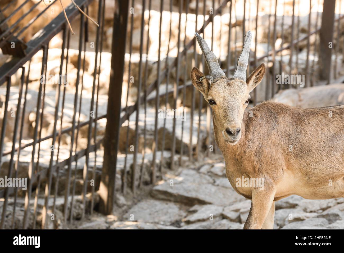 Wild goat in zoological garden Stock Photo - Alamy
