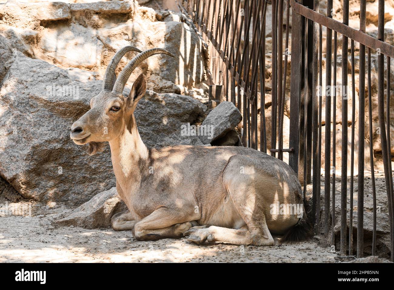 Wild goat in zoological garden Stock Photo - Alamy