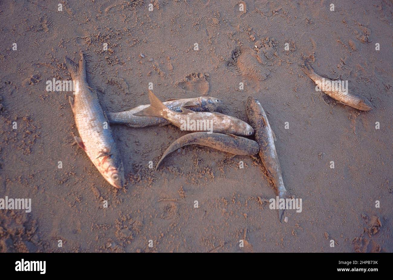 Animal muerto en la playa hi-res stock photography and images - Alamy