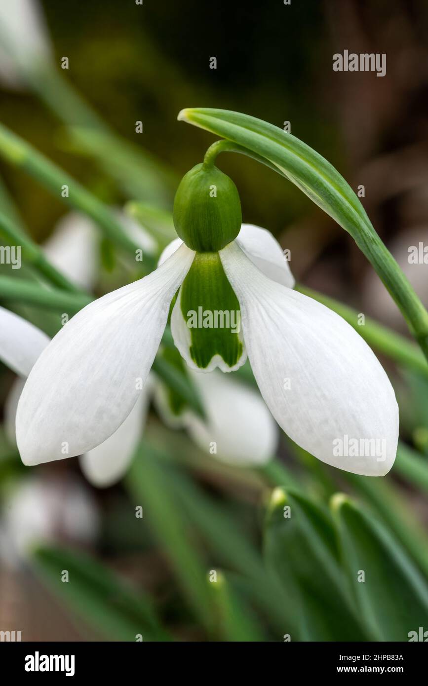 Galanthus x hybridus 'Merlin' (snowdrop) a spring winter bulbous ...