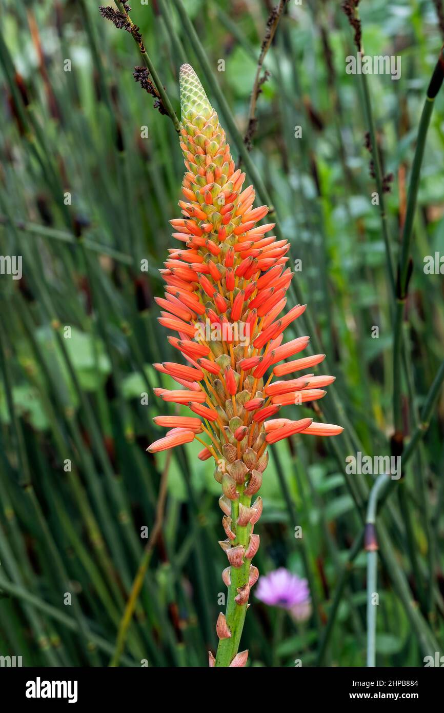 Krant aloe hi-res stock photography and images - Alamy