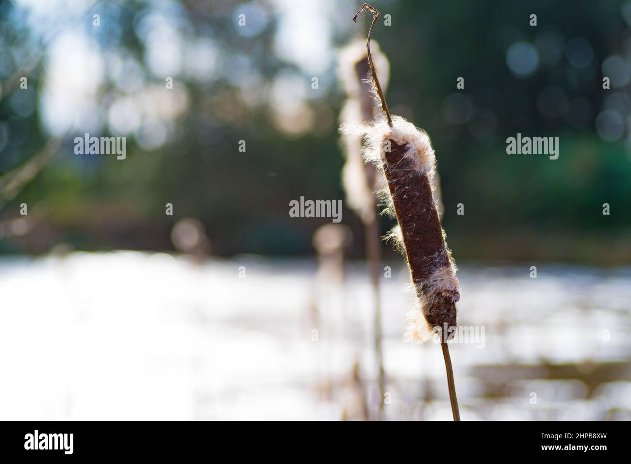 cattails bursting open to spread its seeds Stock Photo - Alamy