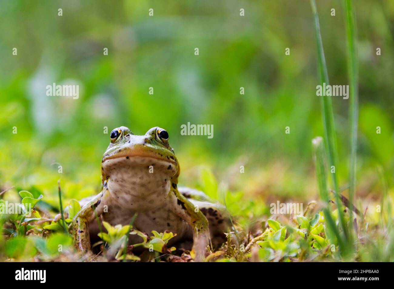 frog sitting in the grass, toad on the green grass, slippery cold frog ...