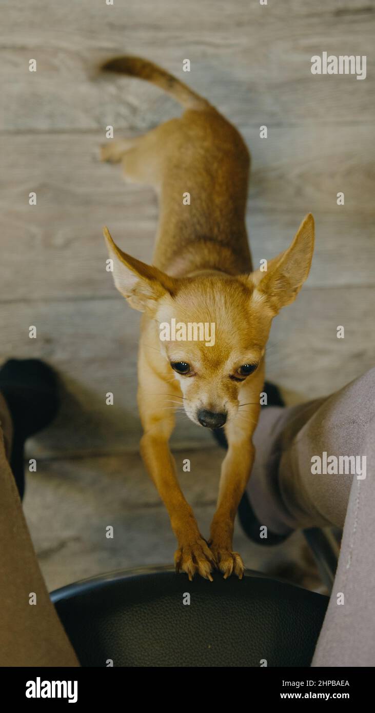 Pendulous ears hi-res stock photography and images - Alamy