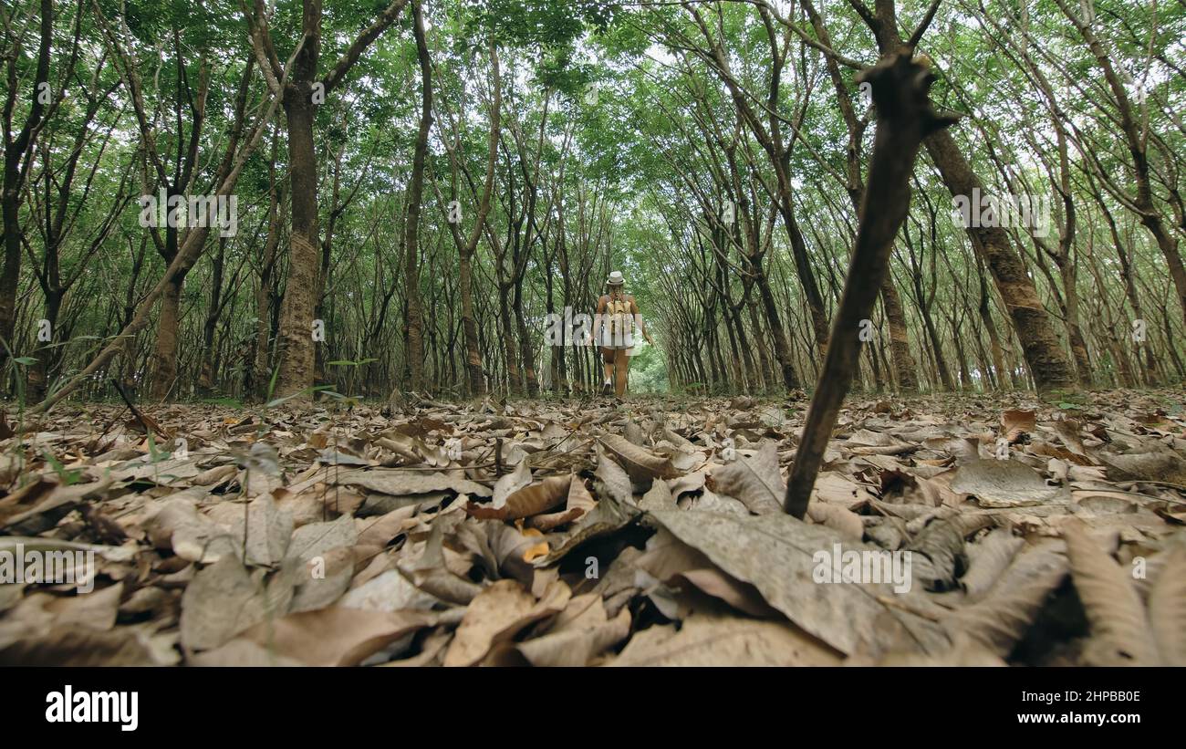 The traveler walks between trees plantation agriculture of asia for ...
