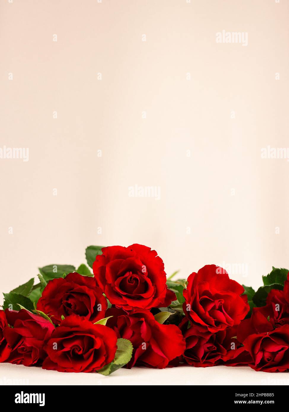 Vertical illustration of red roses bouquet on a light pink background ...