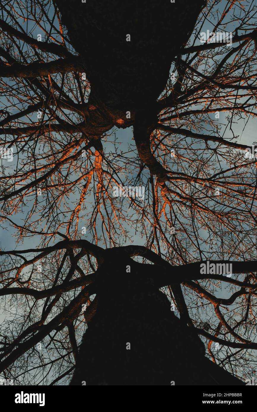 Vertical shot of the two trees with intertwined branches illuminated by ...