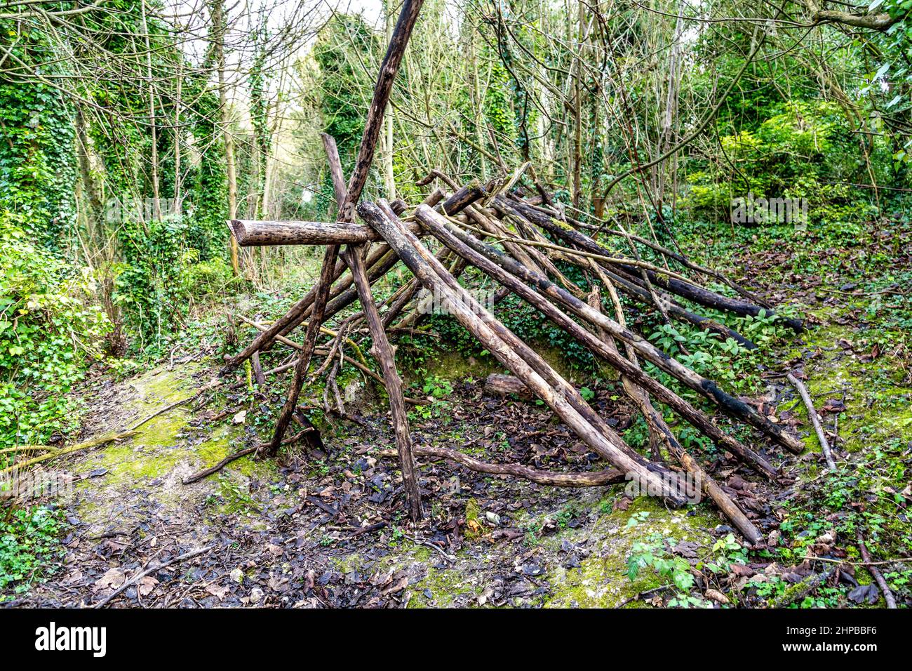 Makeshift shelter made of branches in the woods Stock Photo - Alamy