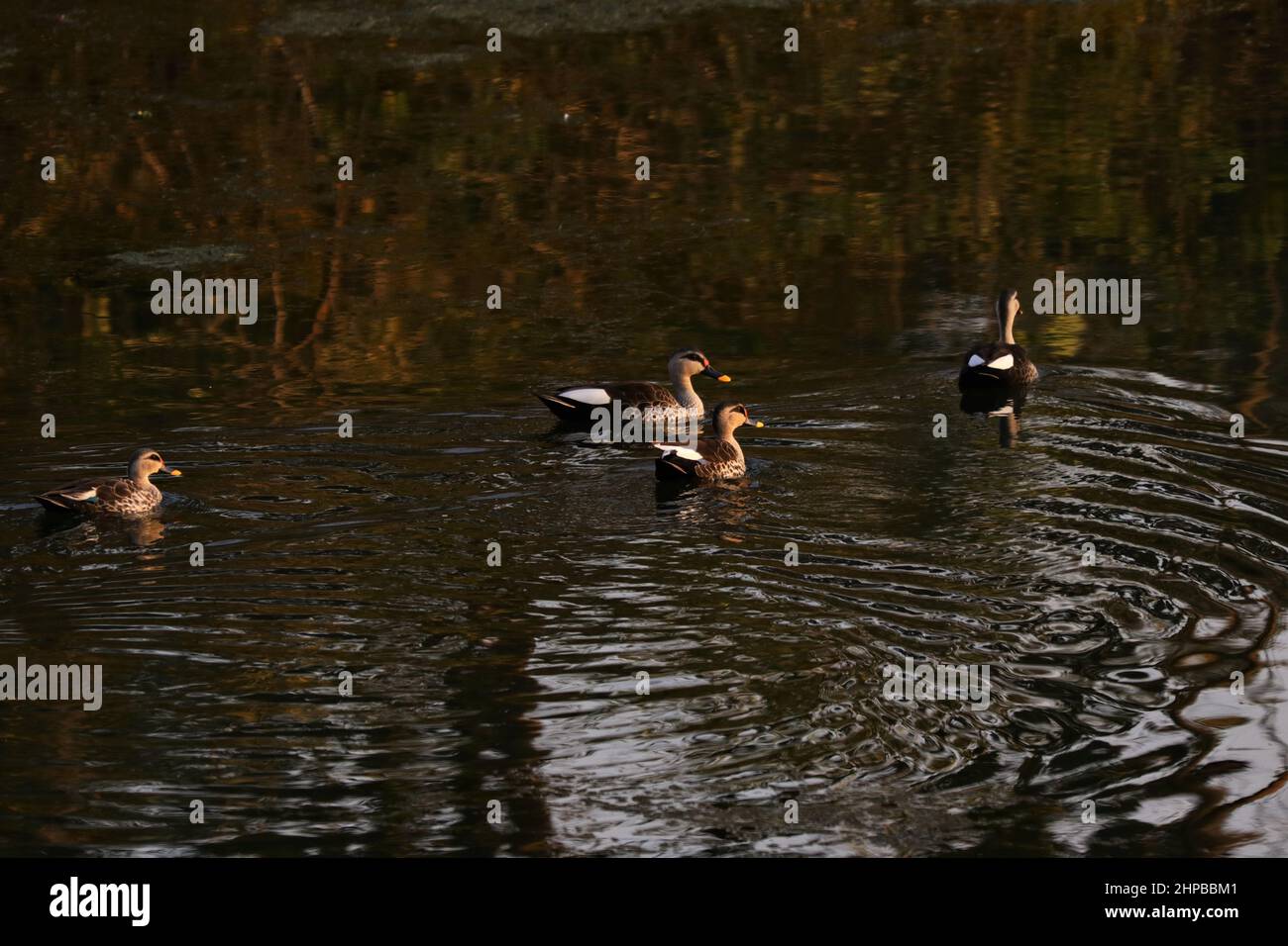 Family of Ducks Stock Photo - Alamy