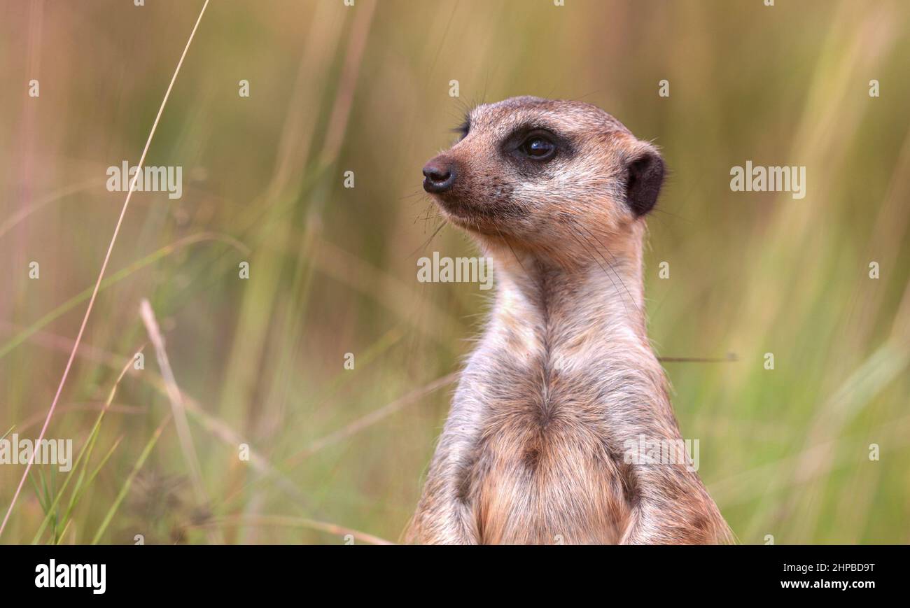 Meerkat, South Africa Stock Photo - Alamy