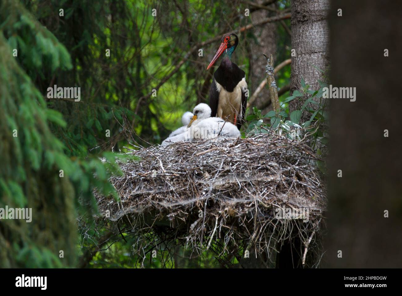 The black stork Ciconia nigra is a large bird in the stork family ...
