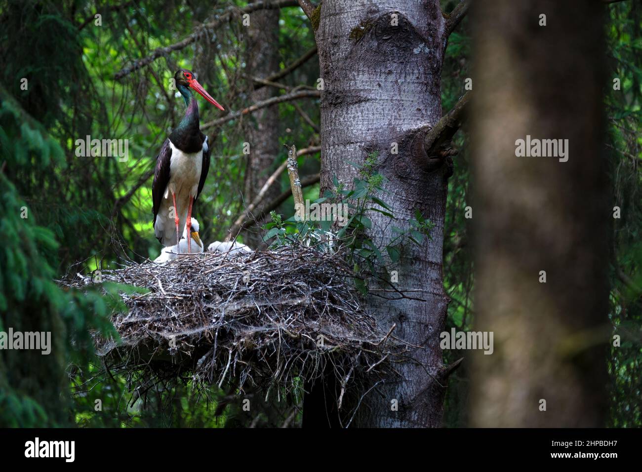 The black stork Ciconia nigra is a large bird in the stork family ...