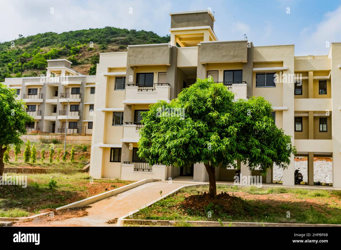 A close view of small mango tree planted just now looking awesome Stock ...
