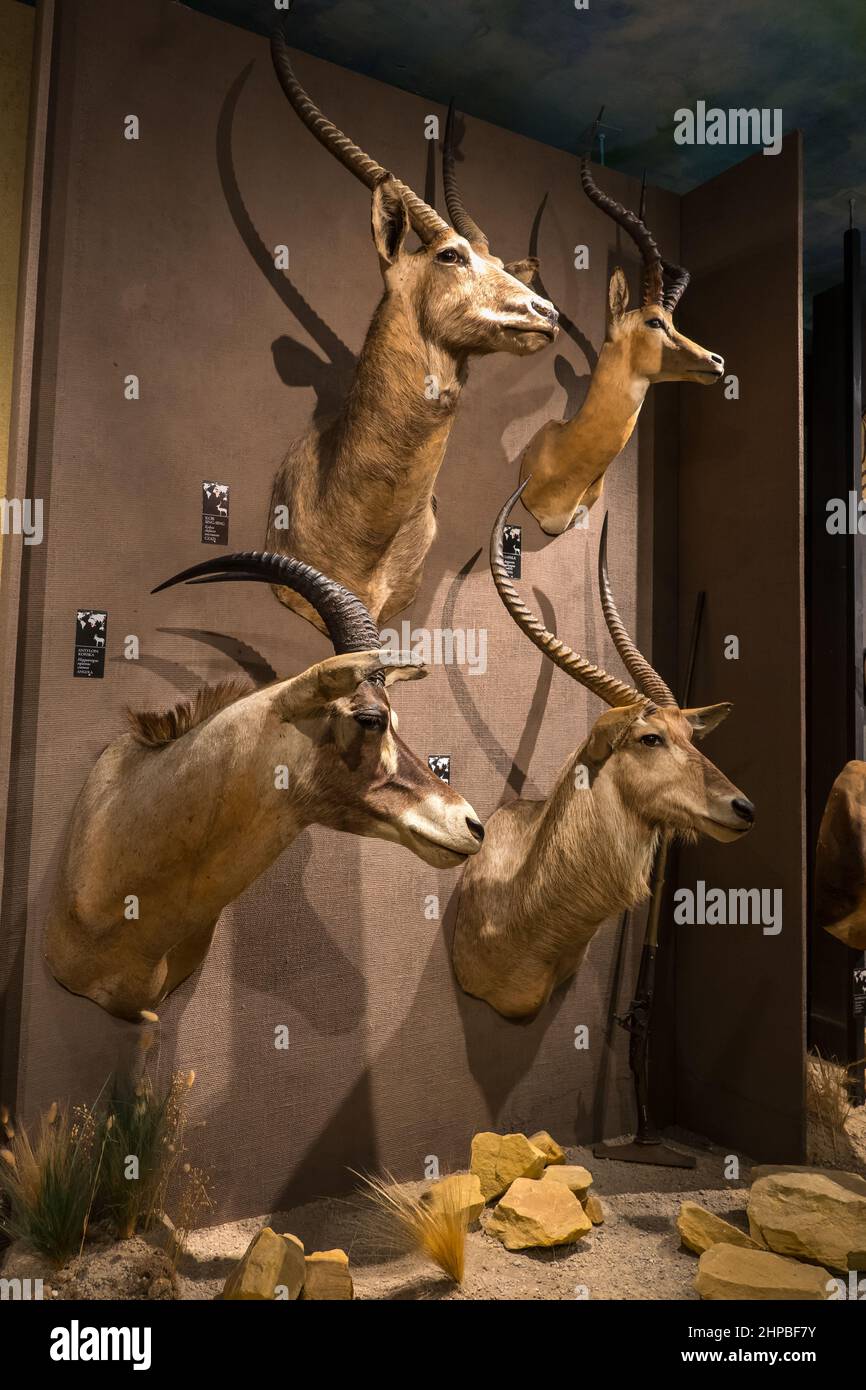 Exotic hunting trophies collection in Museum of Hunting and ...