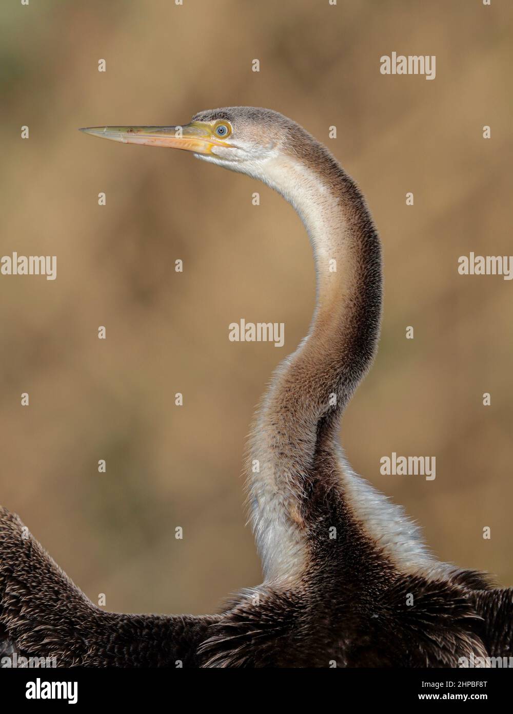 African Darter, South Africa Stock Photo - Alamy