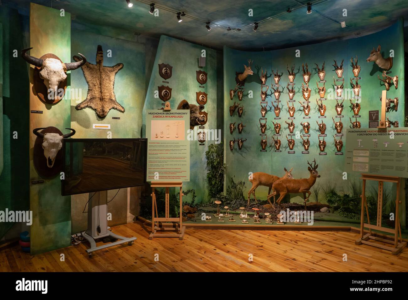 Antlers collection of animals that live in the woods, exhibition in ...