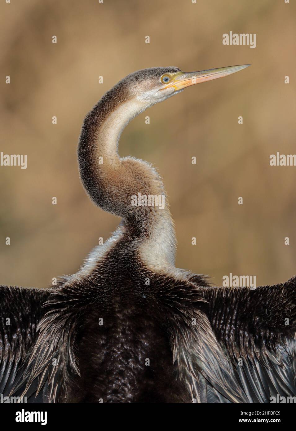African Darter, South Africa Stock Photo - Alamy