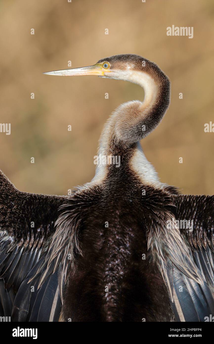 African Darter, South Africa Stock Photo - Alamy